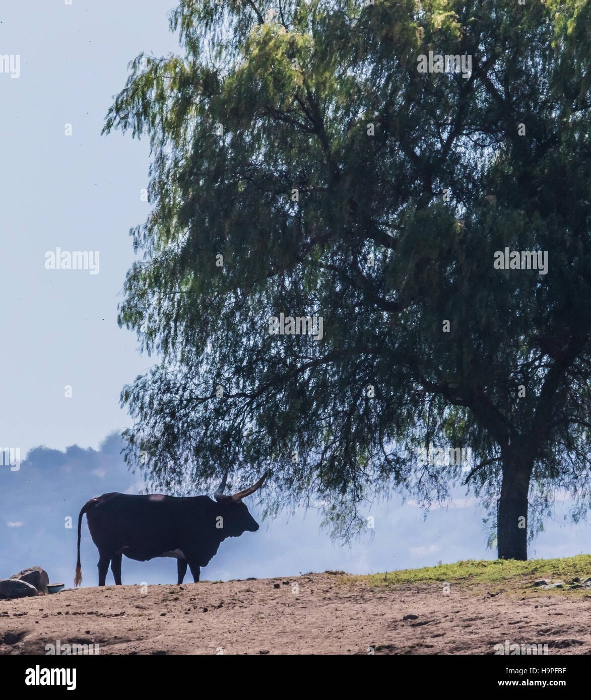 african cattle under tree at san diego safari park Stock Photo - Alamy