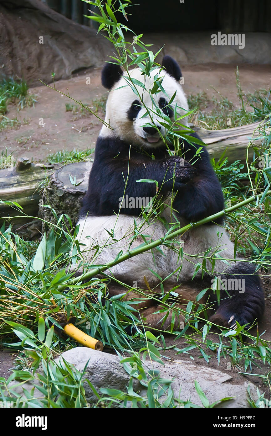 Bai Yun, a giant panda at the San Diego Zoo, San Diego CA. Hers was the ...