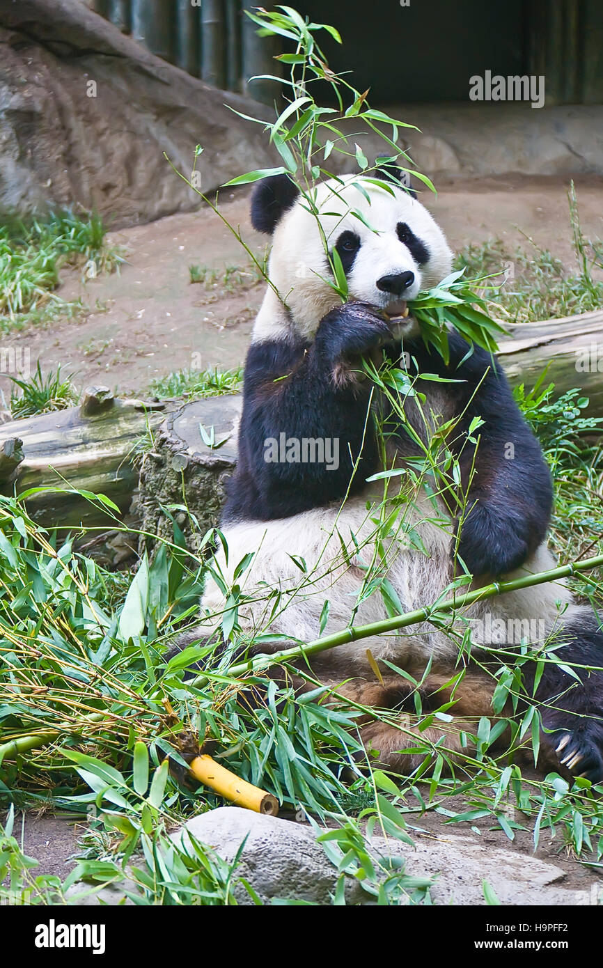 Bai Yun, a giant panda at the San Diego Zoo, San Diego CA. Hers was the ...