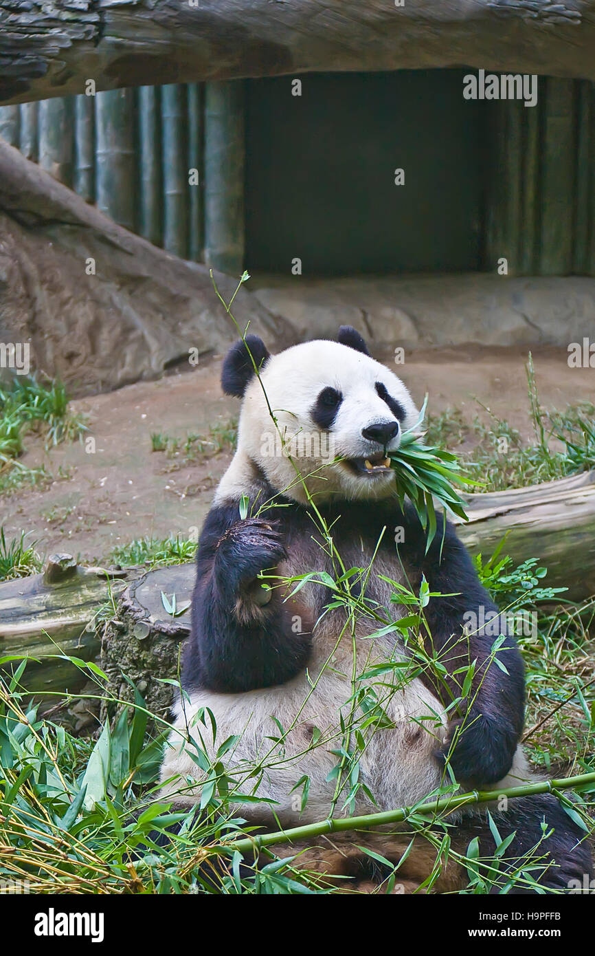Bai Yun, a giant panda at the San Diego Zoo, San Diego CA. Hers was the ...