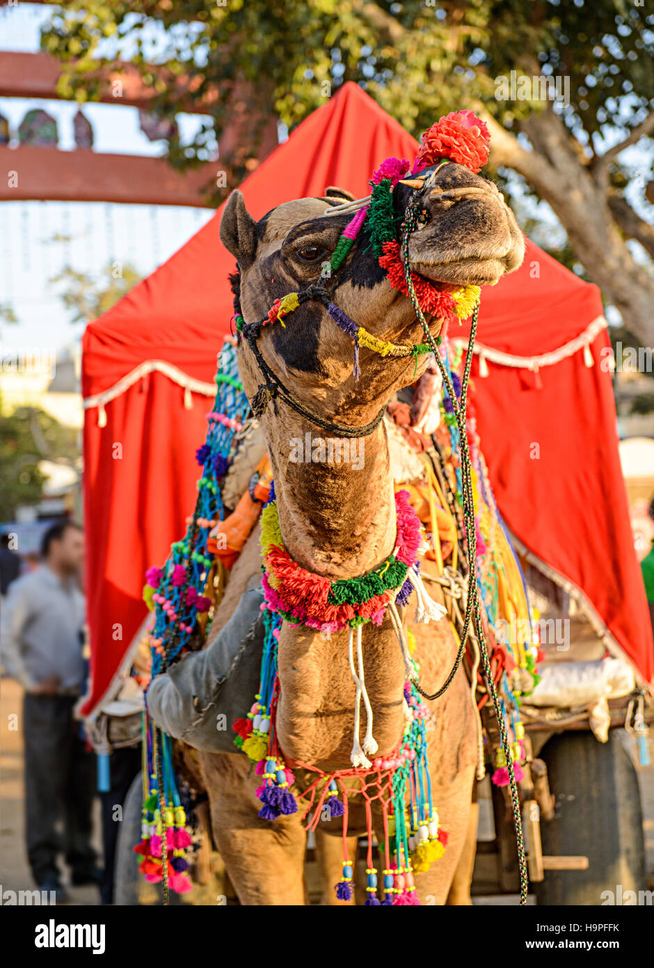 Ornate camel hi-res stock photography and images - Alamy