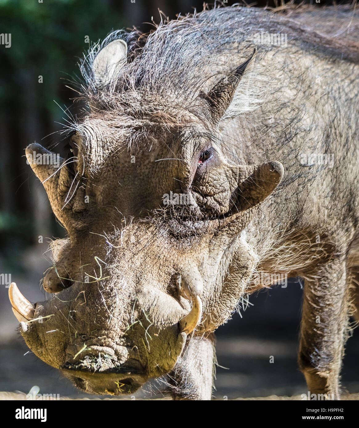 wart hog, san diego zoo Stock Photo - Alamy