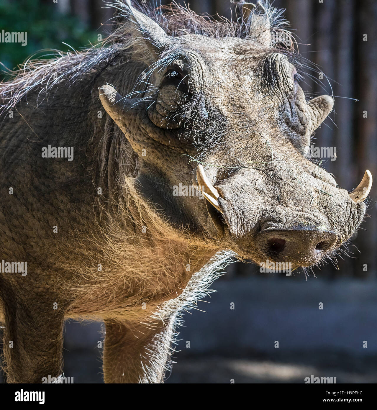 wart hog, san diego zoo Stock Photo - Alamy