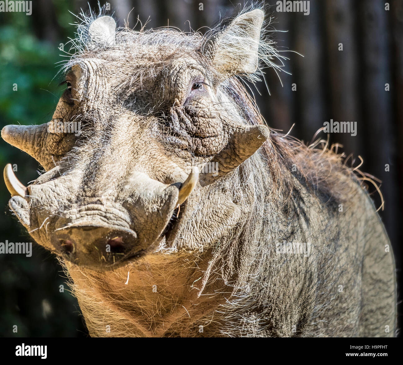 wart hog, san diego zoo Stock Photo - Alamy