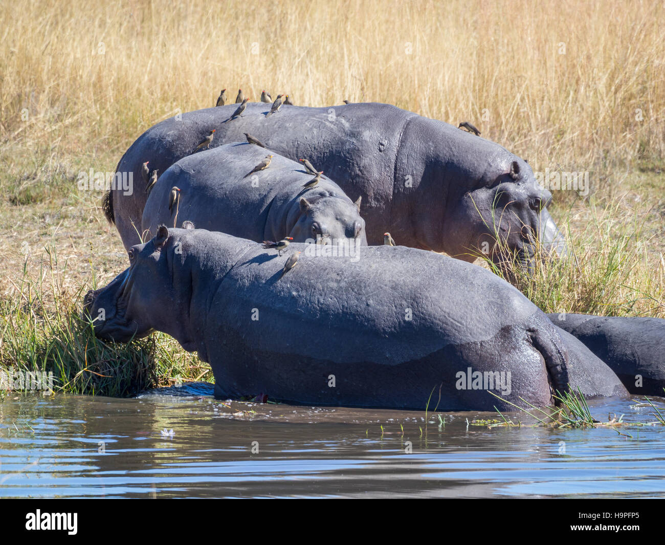 Hippos birds hi-res stock photography and images - Alamy