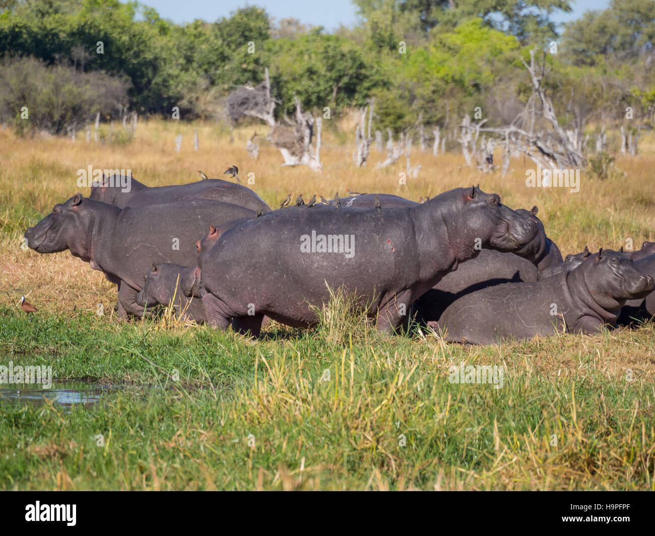 Group or family of hippos laying and grazing on grass close to river ...
