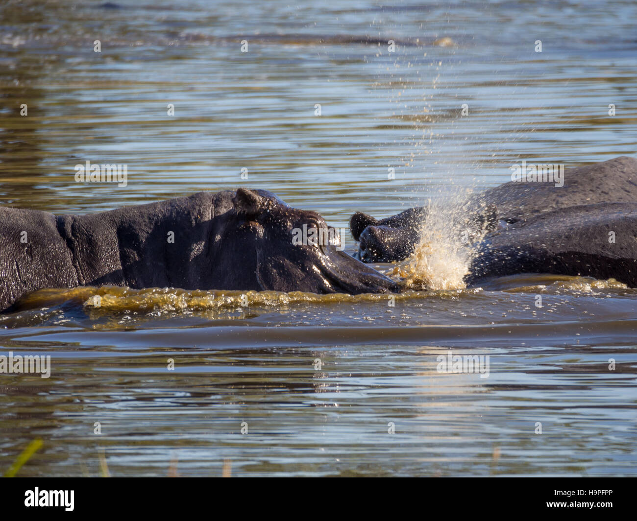 Three hippos sumberged in water spraying and playing joyfully, safari ...