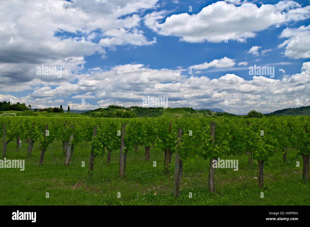 Wineyards near the castle of Buttrio, Friuli, Italy Stock Photo - Alamy