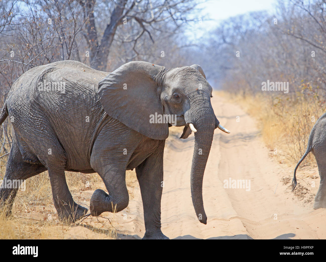 Startled elephant walking across dust track in Hwange National Park ...