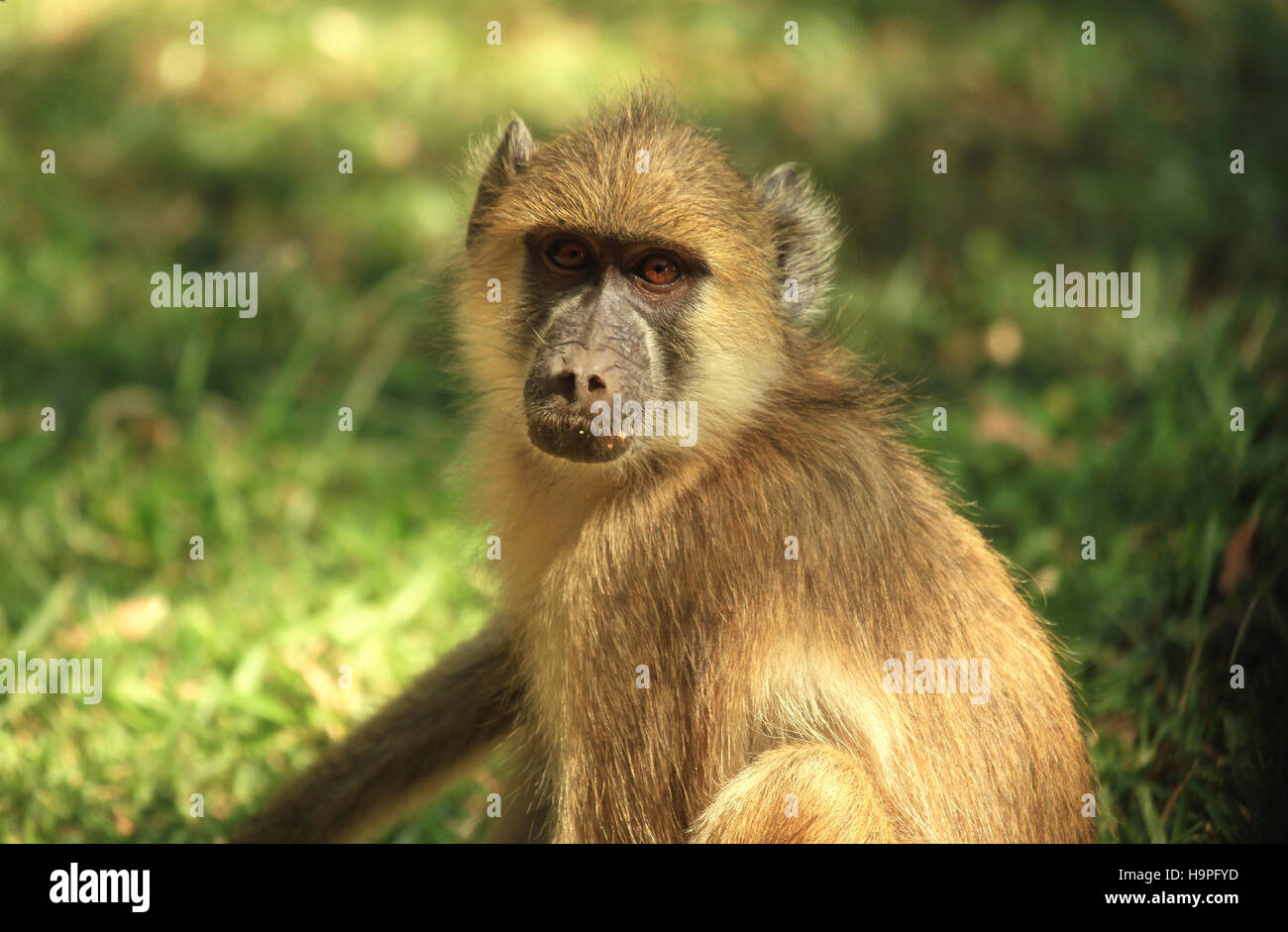 Beautiful portrait of a young baboon looking directly into camera lit ...