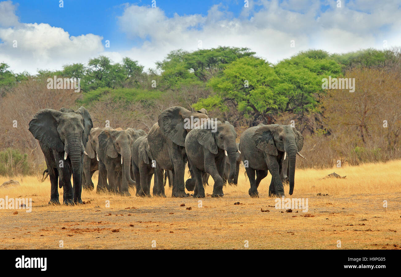 Large family herd of elephants walking across the dry dusty African ...
