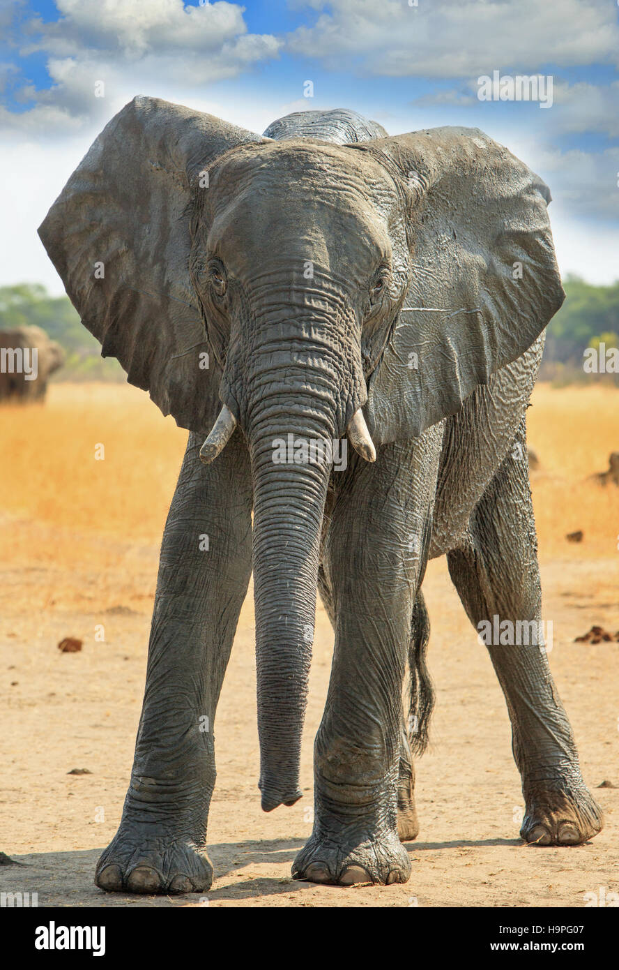 Portrait view of an African Elephant looking directly into camera with ...