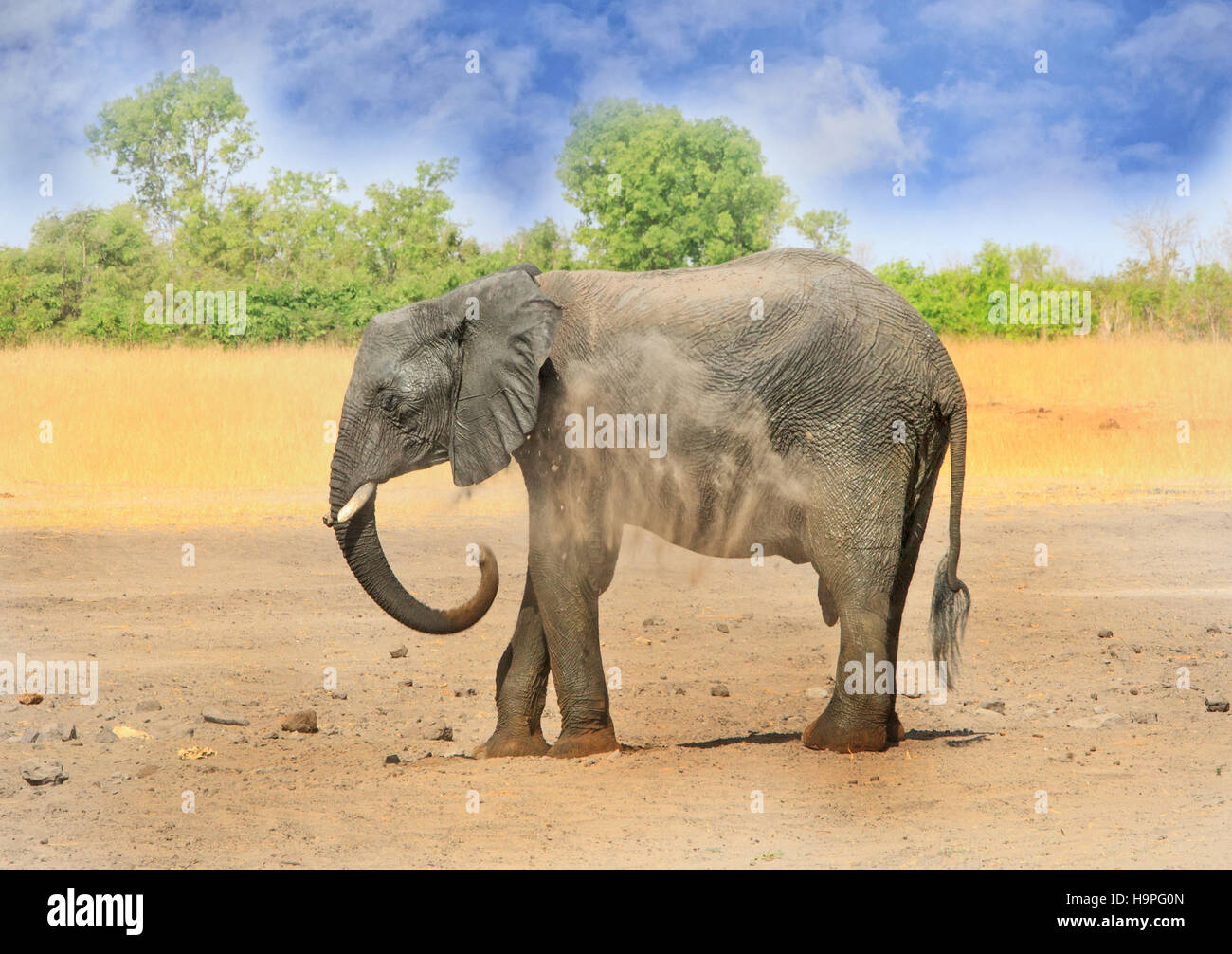 Side Profile of a full bodied African Elephant with a bush veld and ...