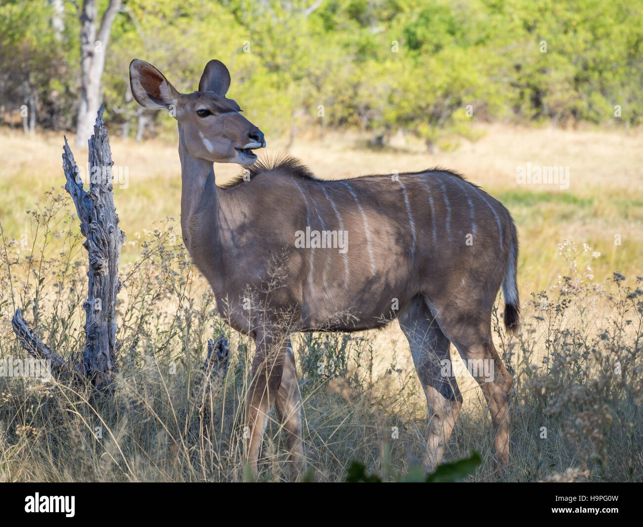 Greater kudu female antelope chewing and standing in shade in savannah ...