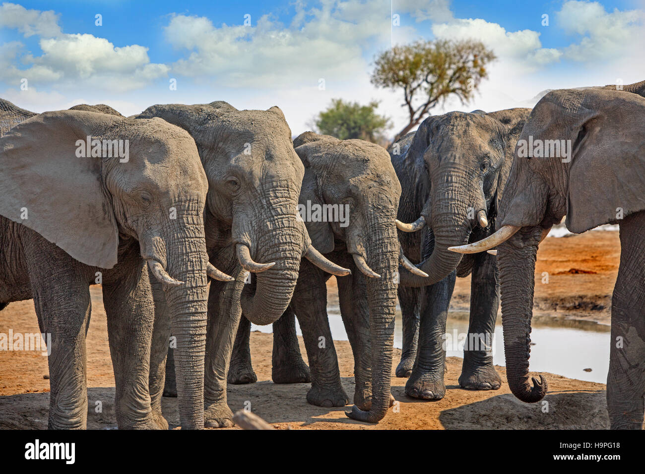 A Straight line of Five Elephants with trunks down all looking in the ...