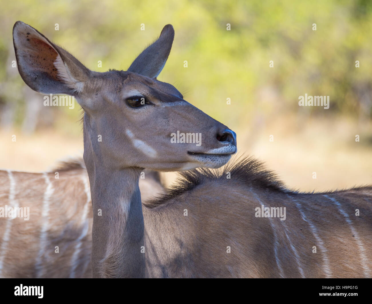 Greater kudu antelope hi-res stock photography and images - Alamy