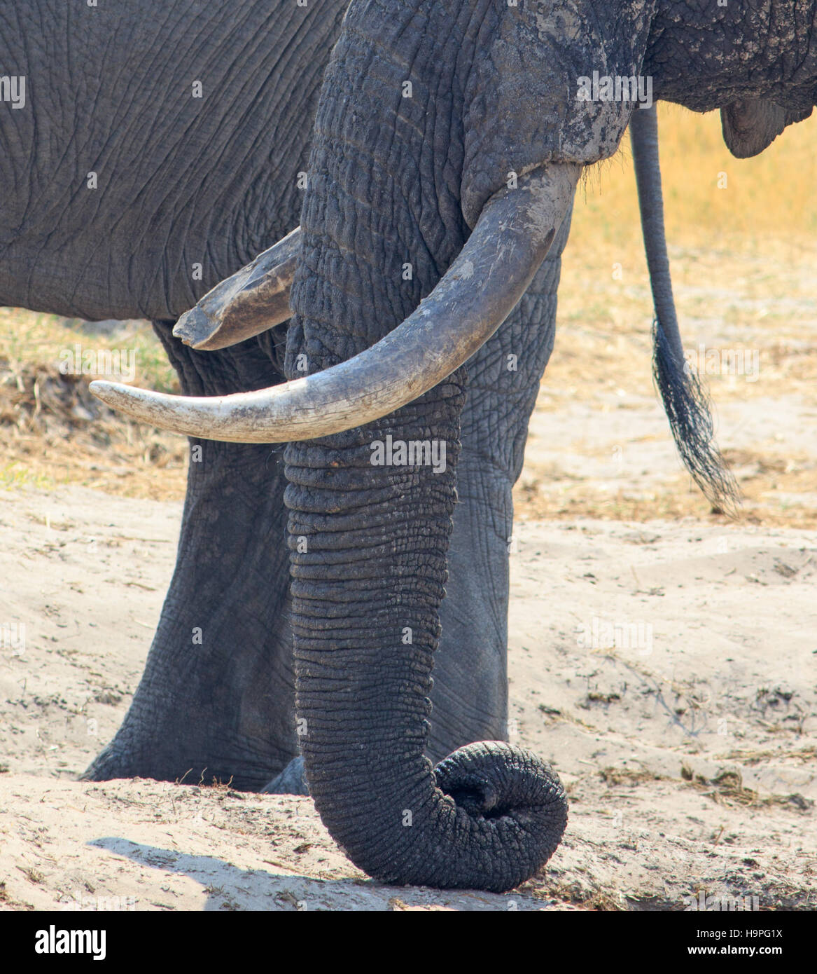 Large tusk hi-res stock photography and images - Alamy
