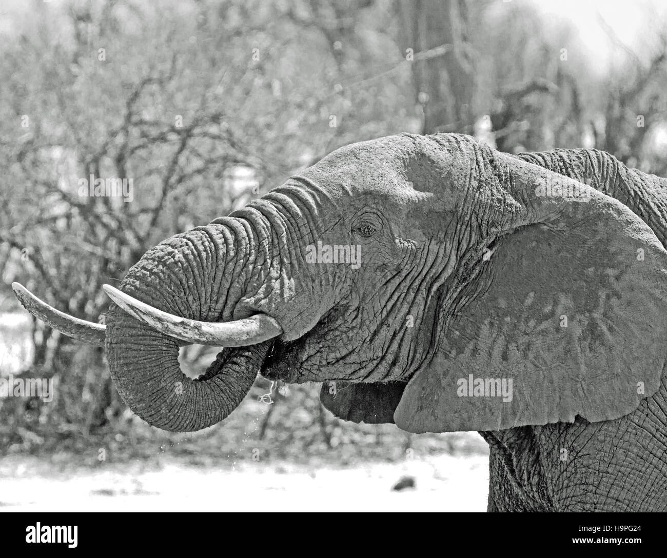 elephant with nice tusk and trunk curled taking a drink Stock Photo - Alamy