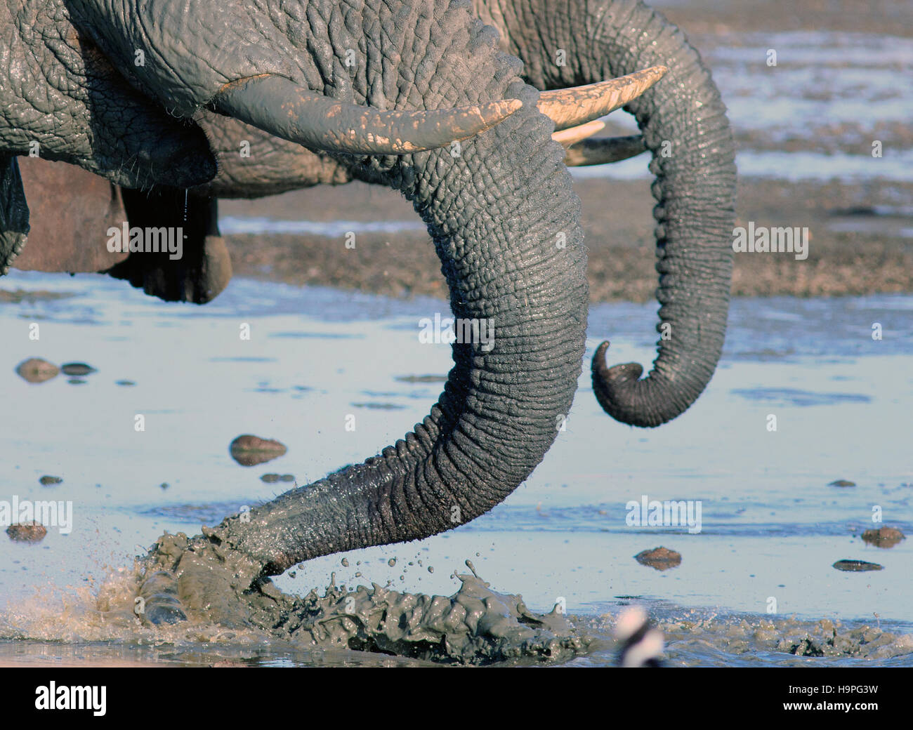 Two elephant trunks close up Stock Photo - Alamy