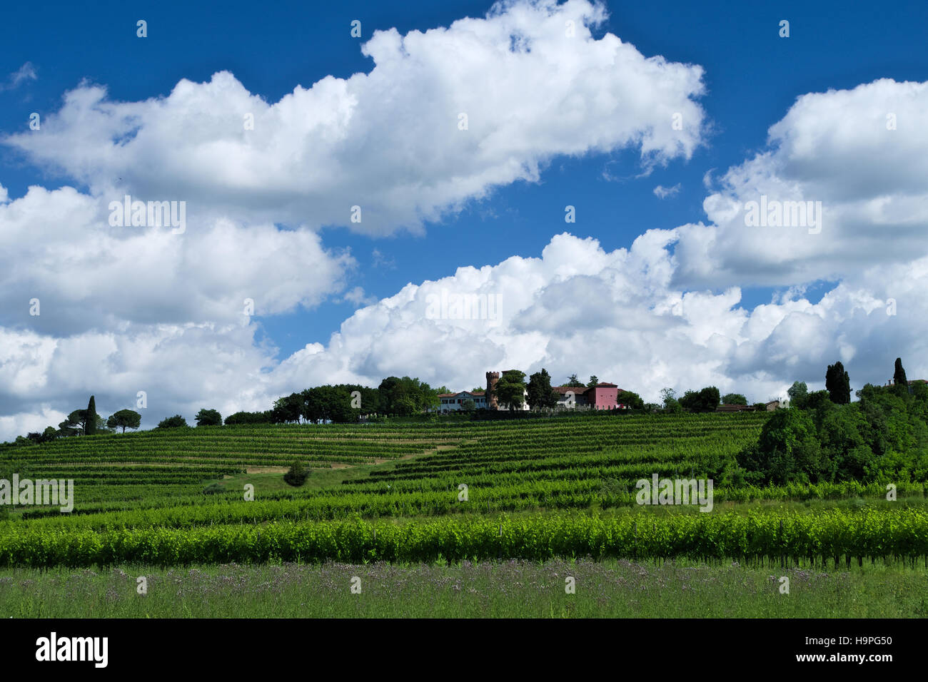 Buttrio hi-res stock photography and images - Alamy