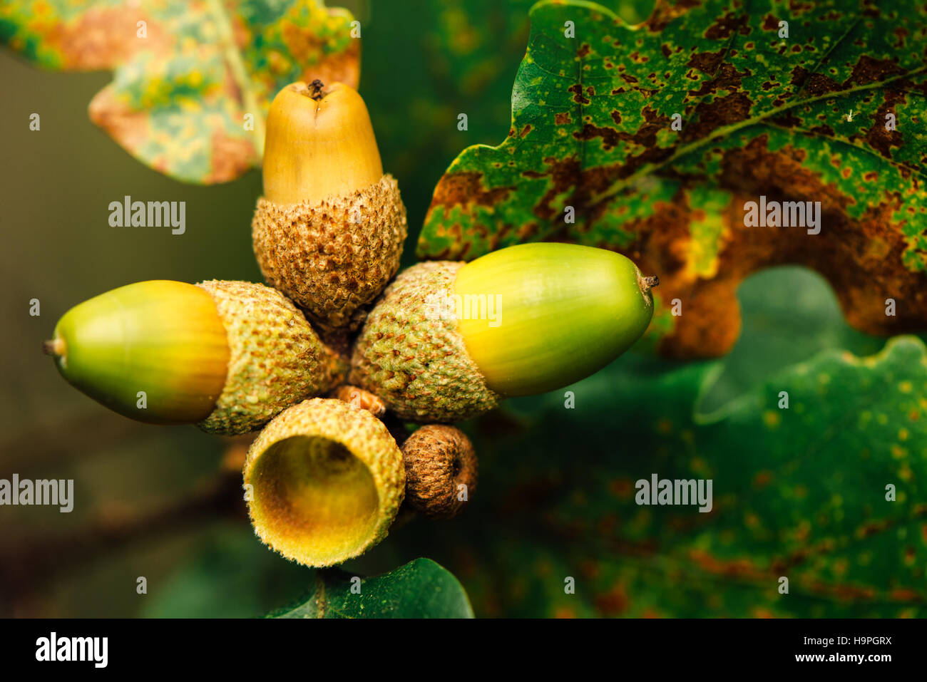 Oak tree branch acorn nut as beautiful autumn season background Stock ...