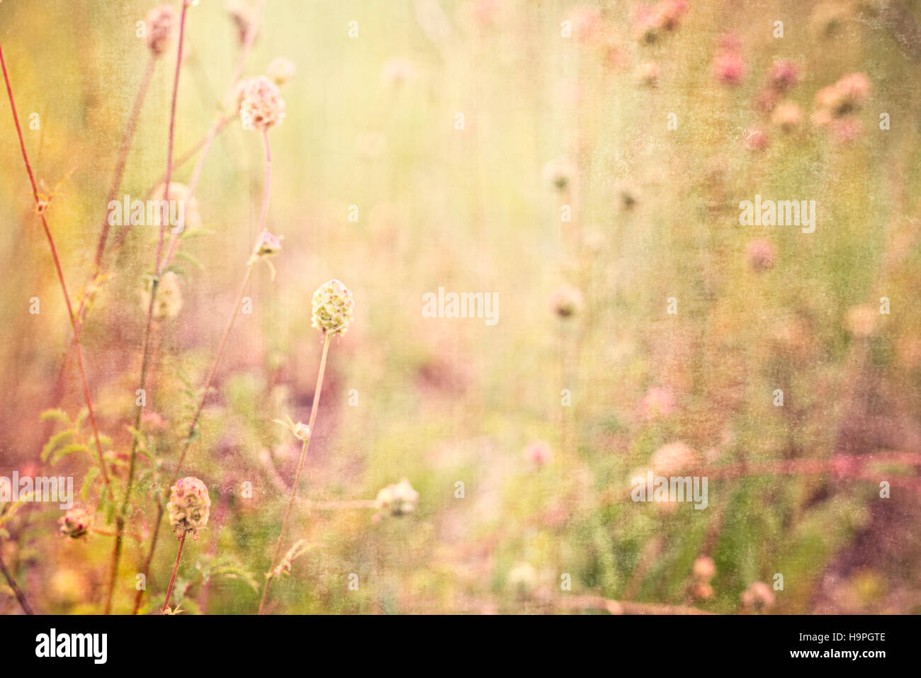 Soft feel paint hi-res stock photography and images - Alamy