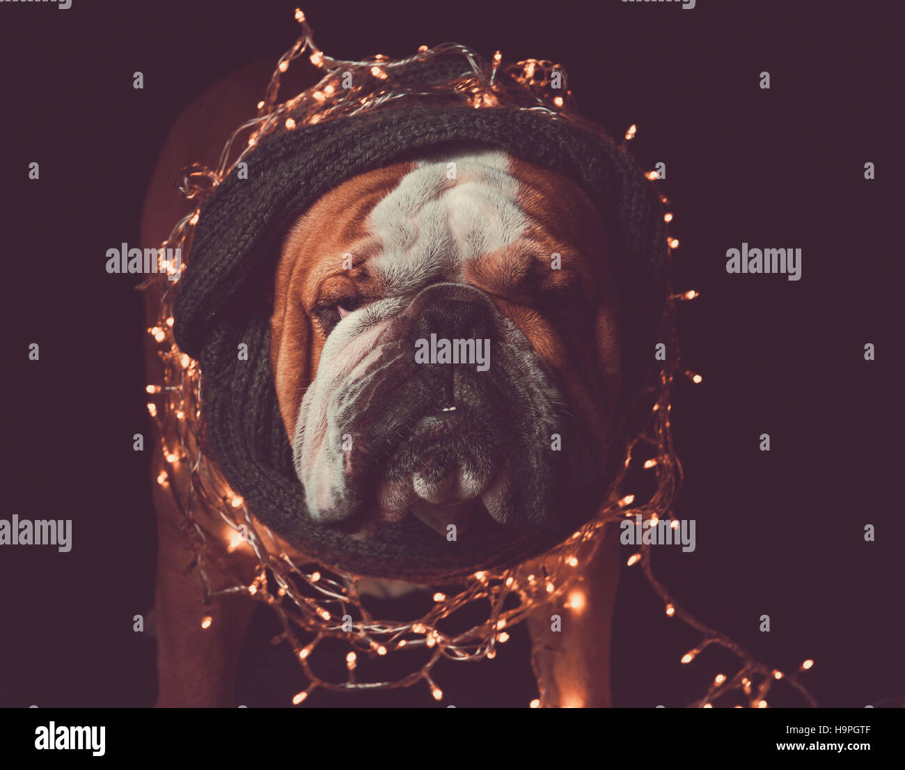 Christmas dogs horns hi-res stock photography and images - Alamy