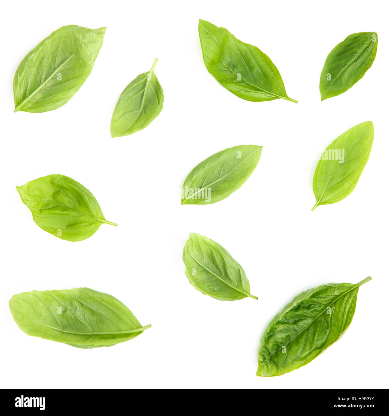 Fresh sweet basil leaves isolated on white background. Sweet bas Stock ...