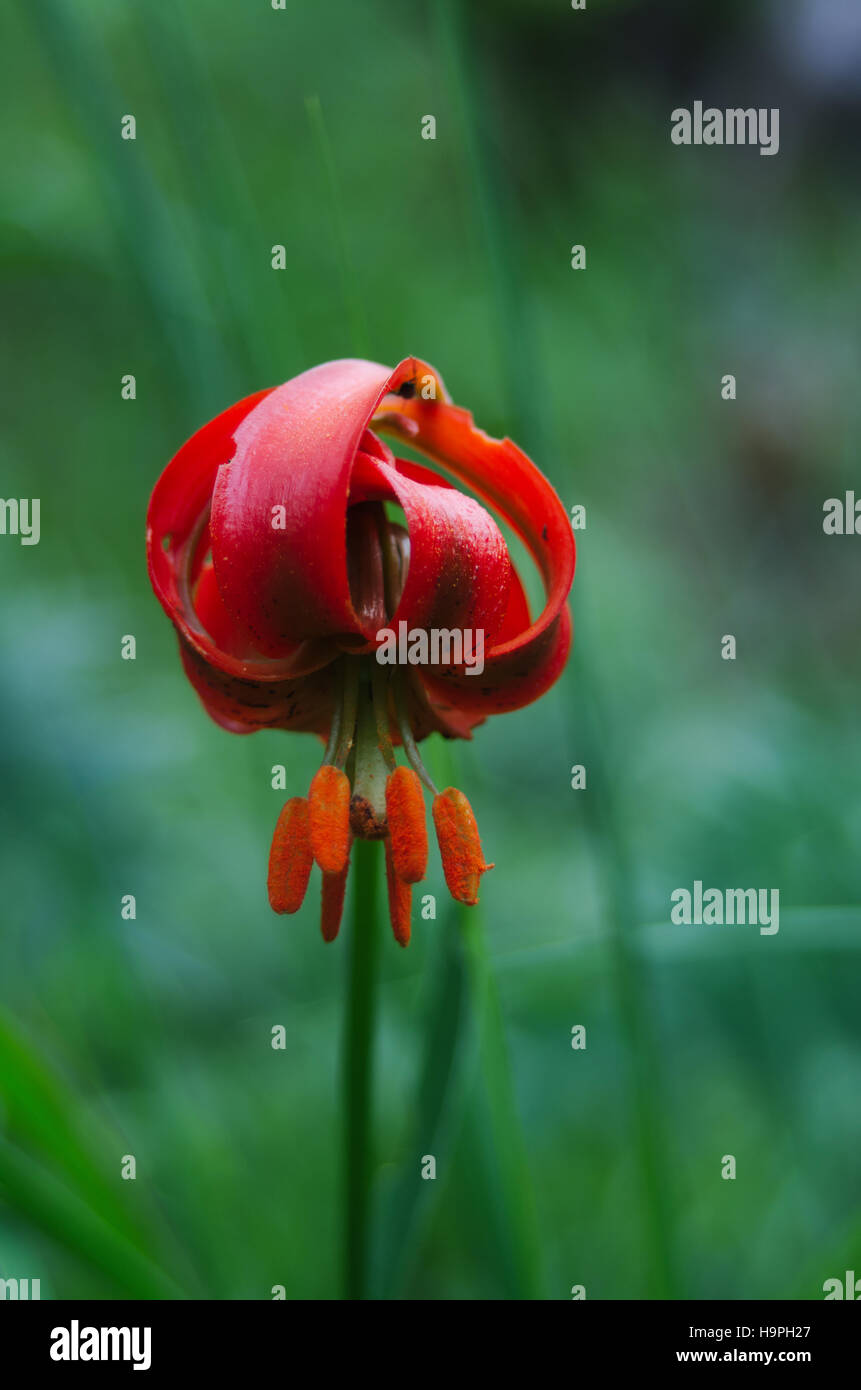Orange flower of Carniolan lily (Lilium carniolicum), Italy Stock Photo ...