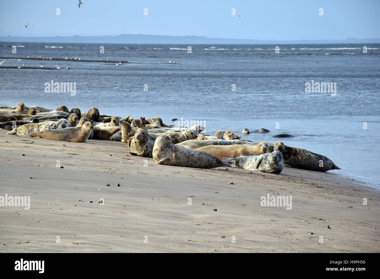 Culbin beach hi-res stock photography and images - Alamy
