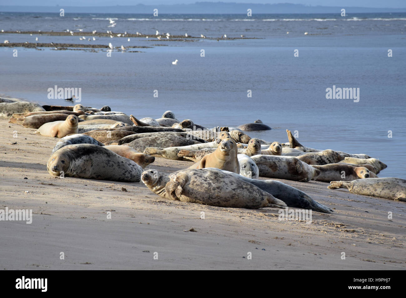 Sunbathing seals hi-res stock photography and images - Alamy