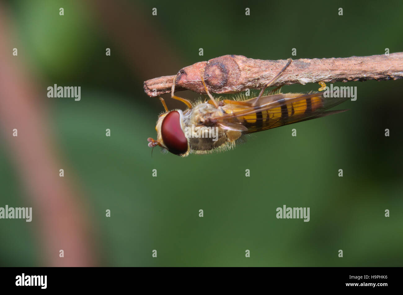 Animal diptera hi-res stock photography and images - Alamy