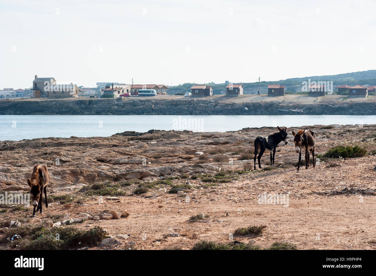 Wild donkeys strolling freely in the Karpass Peninsula, Northern Cyprus ...