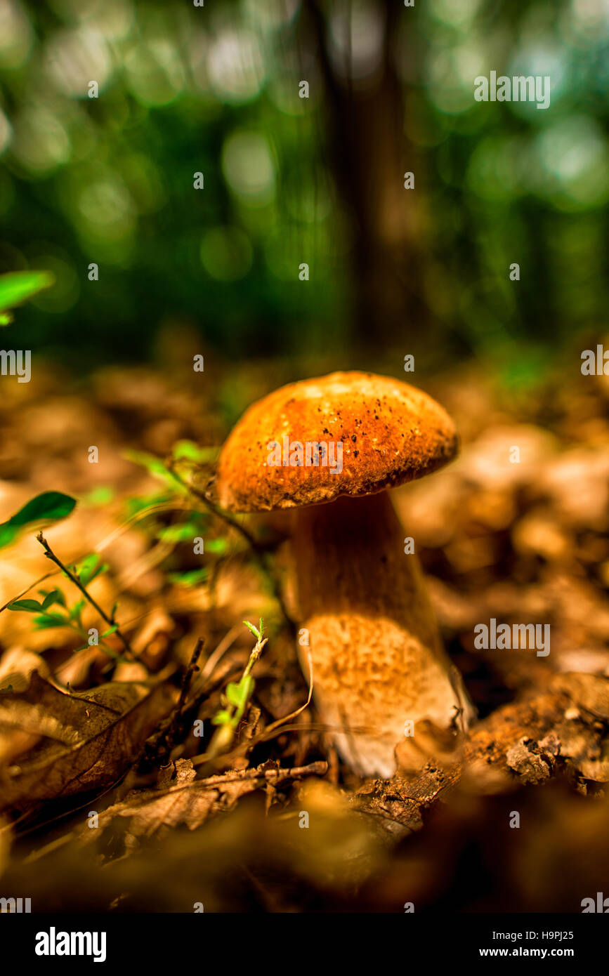 Beautiful mushroom hi-res stock photography and images - Alamy