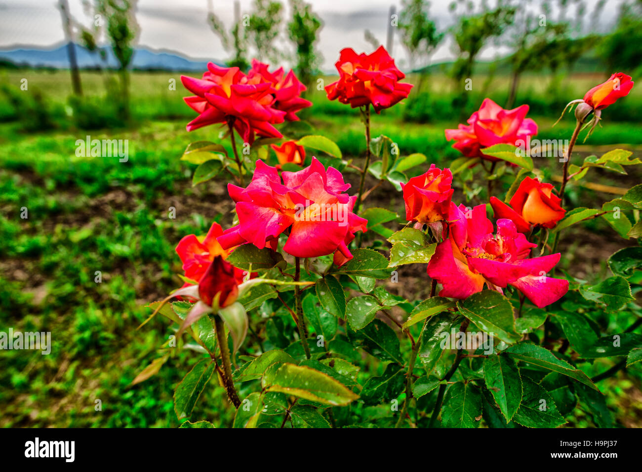 Vitality roses hi-res stock photography and images - Alamy
