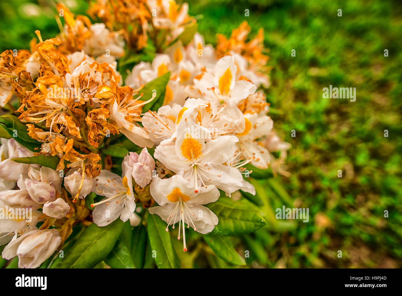 Beautiful spring flowers Stock Photo - Alamy