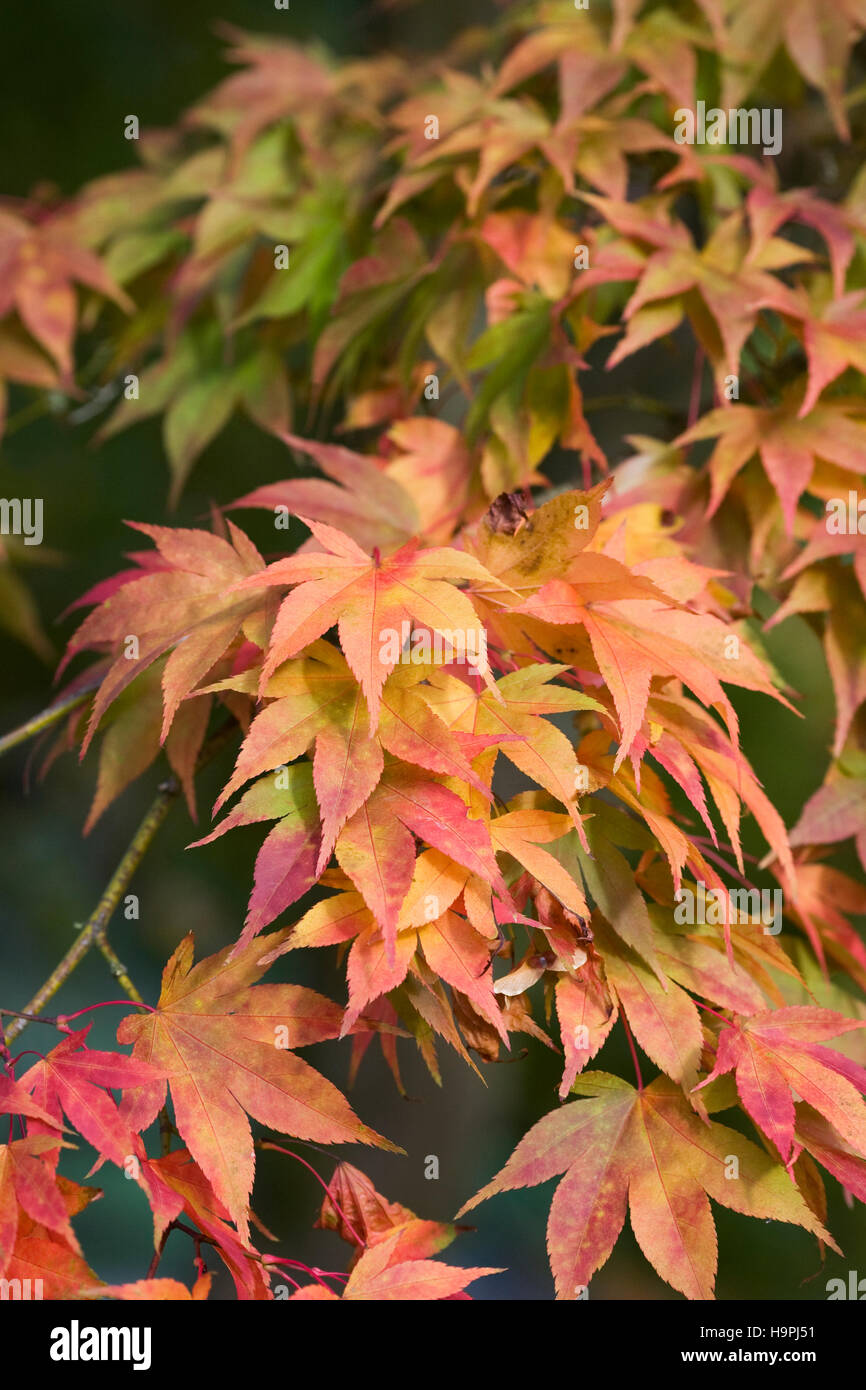Acer palmatum subsp amoenum leaves in Autumn Stock Photo - Alamy