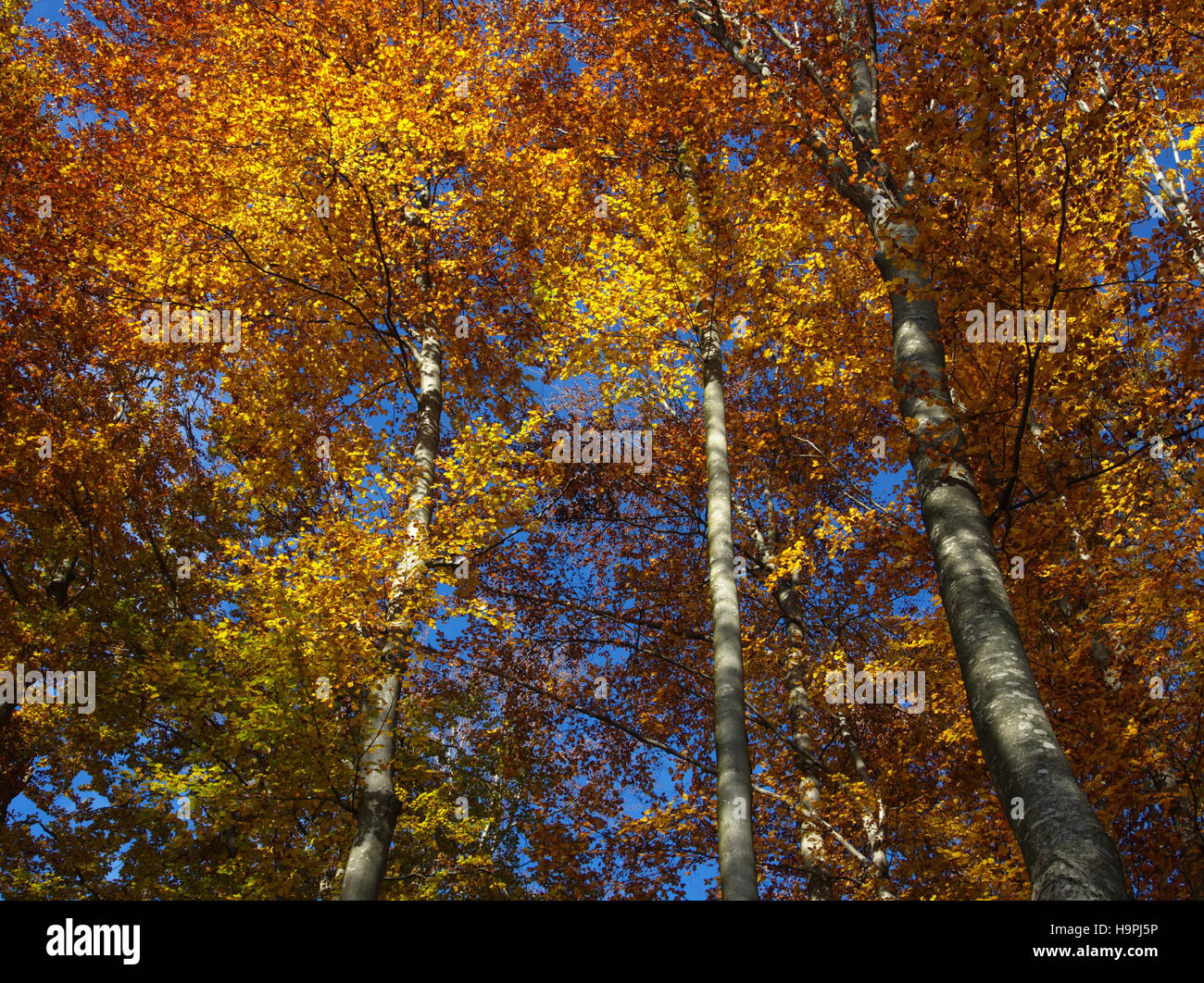 Bright autumn colours in a beech tree forest Stock Photo - Alamy