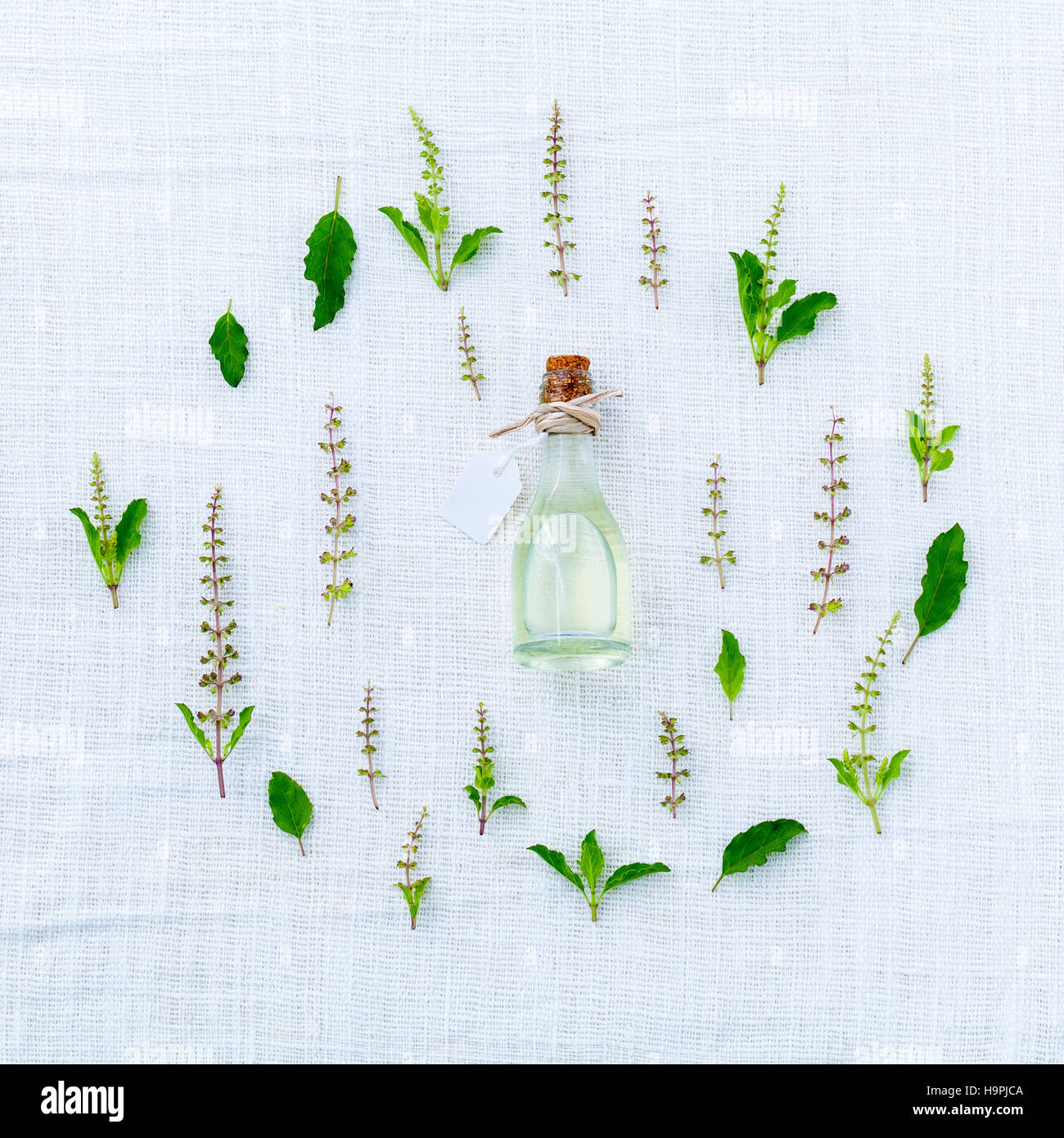 The circle of fresh holy basil flower and holy basil leaves from Stock ...