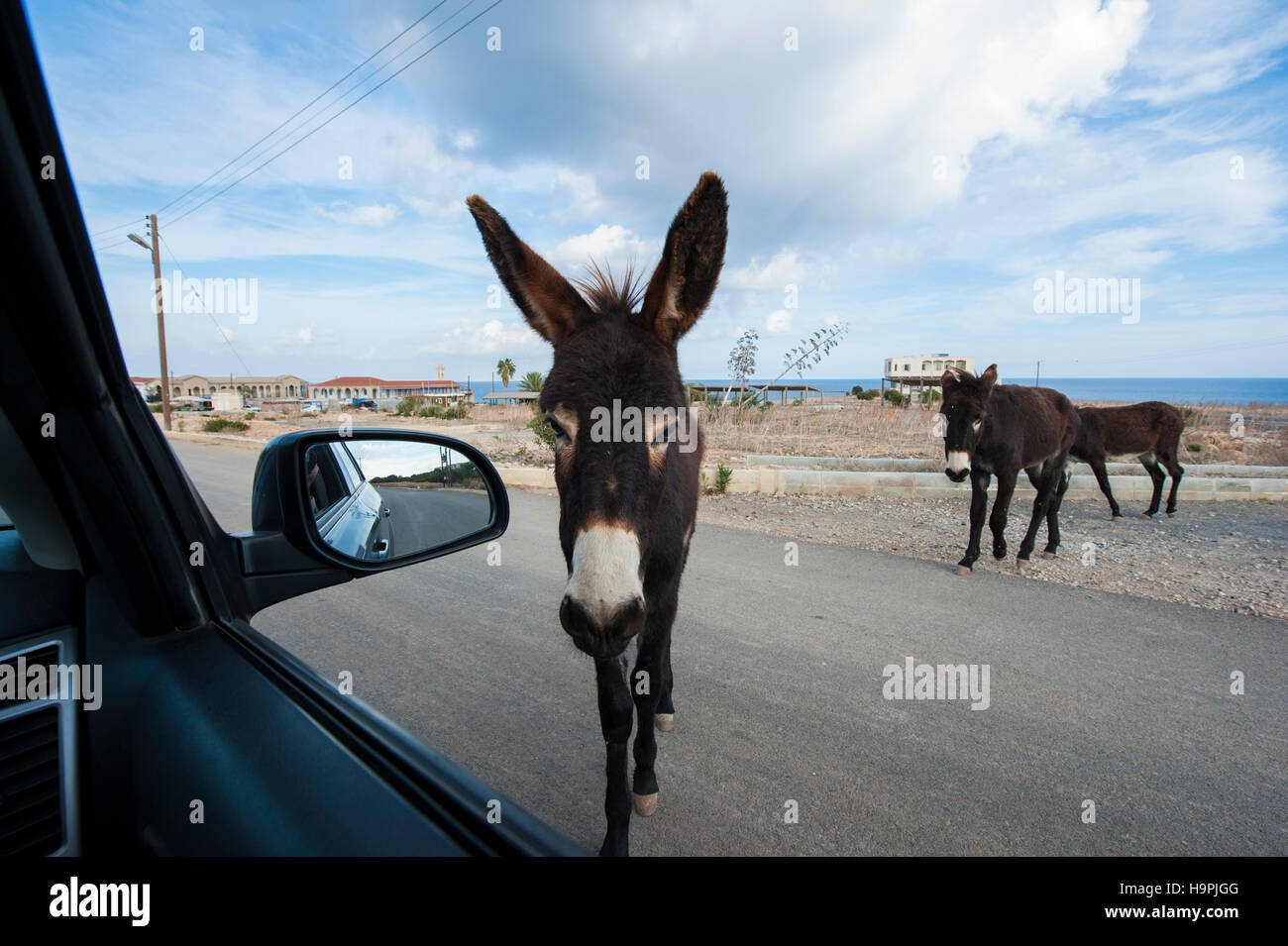 Wild donkeys strolling freely in the Karpass Peninsula, Northern Cyprus ...
