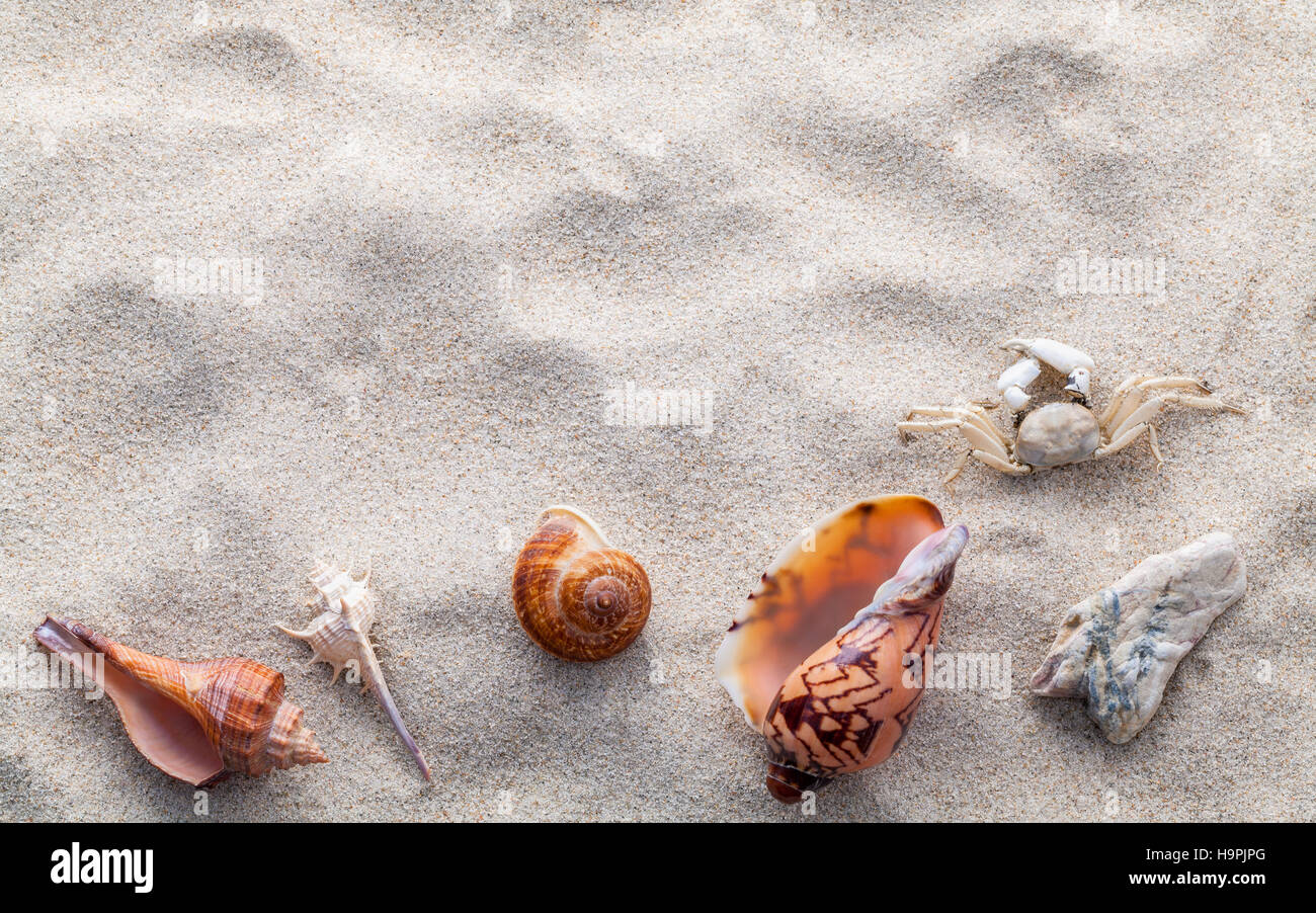Sea shells,starfish and crab on beach sand for summer and beach Stock ...