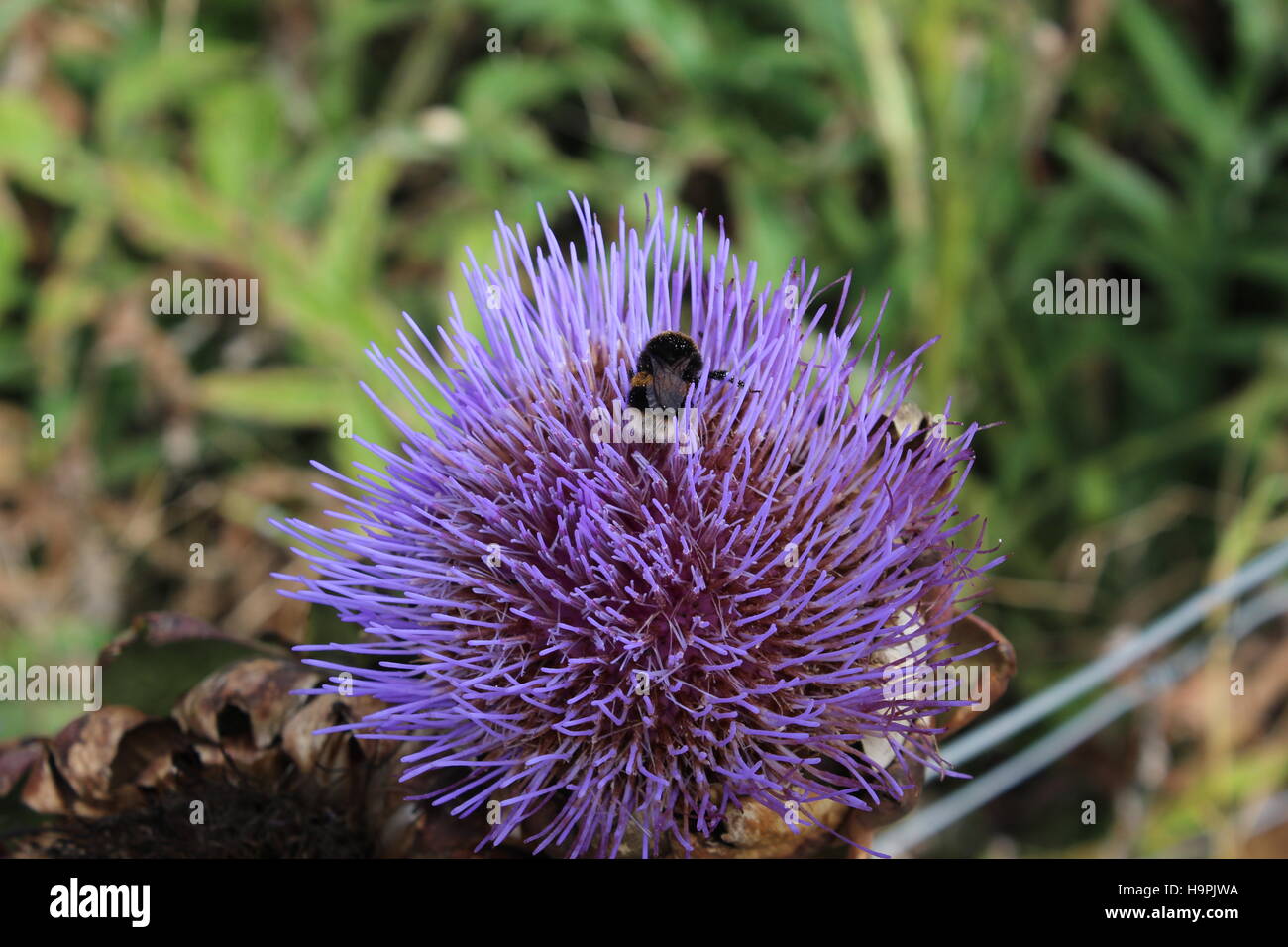 Insects and pollination hi-res stock photography and images - Alamy