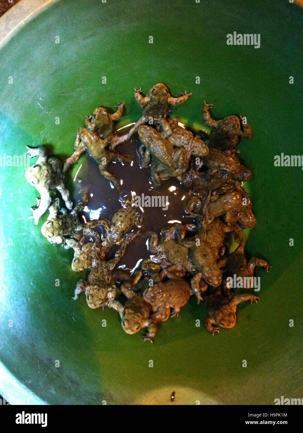 EUROPEAN COMMON TOAD (Bufo bufo) Bucket of toads collected for ...