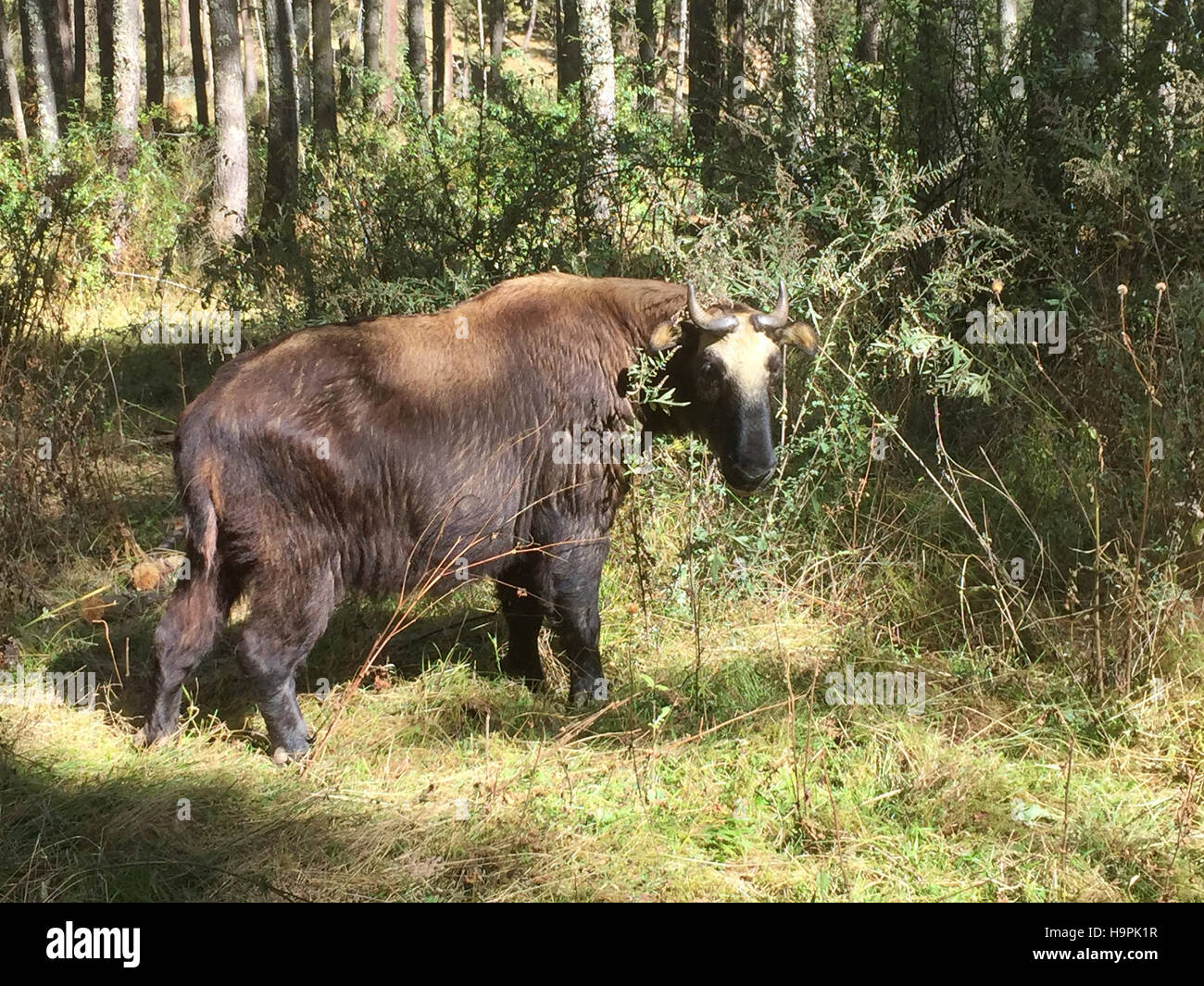 TAKIN (Budorcas taxicolor whitei) Buhan's National Animal. Photo Tony ...