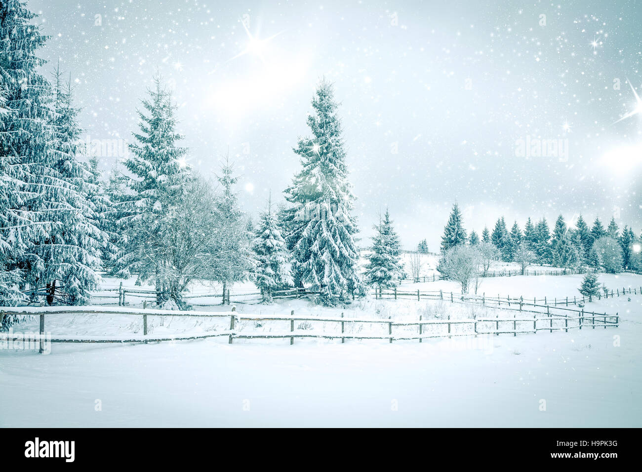 Christmas background with snowy fir trees Stock Photo - Alamy