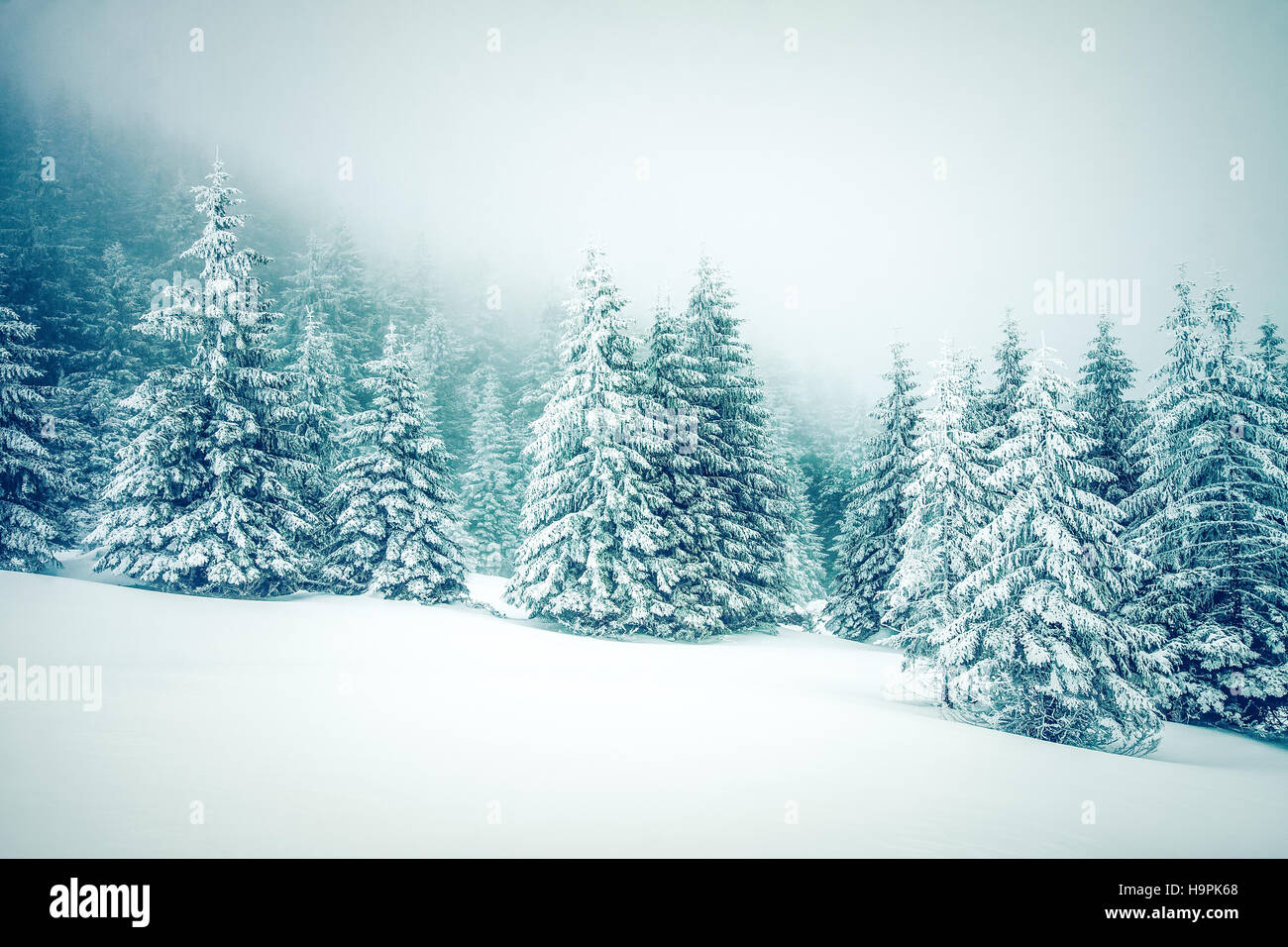 Christmas background with snowy fir trees Stock Photo - Alamy