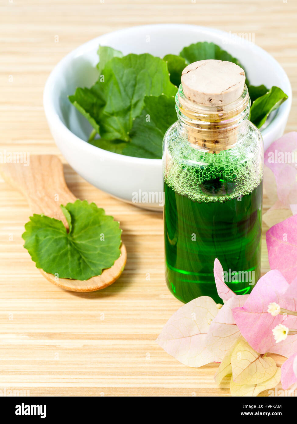 Natural Spa Ingredients . - Centella asiatica Urban, Asiatic Pe Stock ...