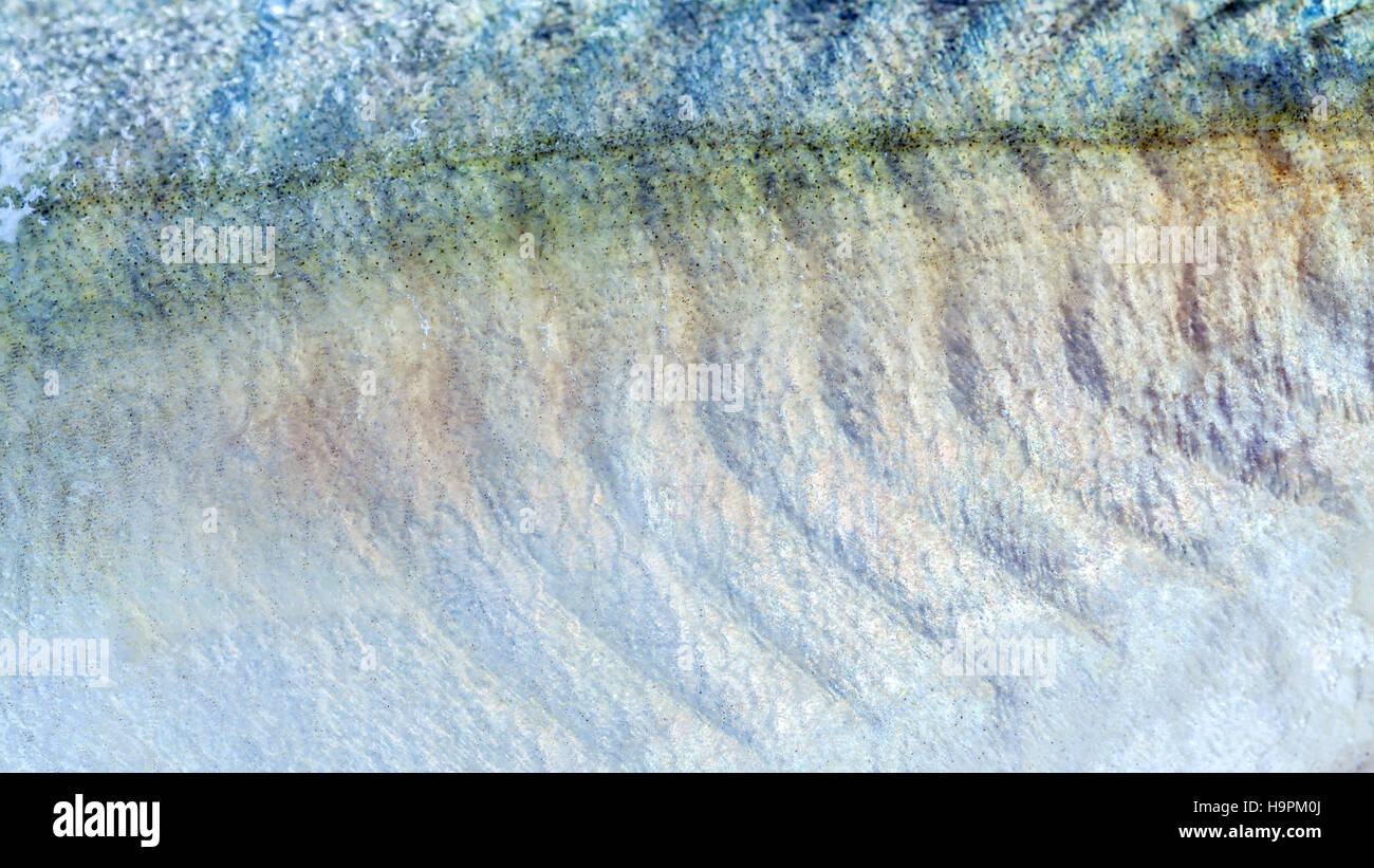 Mackerel Benefits Skin at Krista Guerrero blog