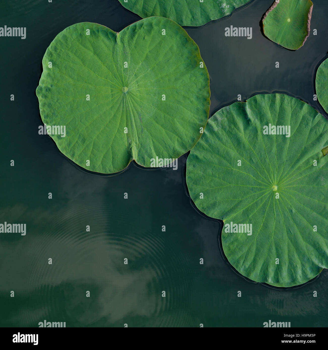 Peaceful and calm concept . Composition of Green lotus leaves in Stock ...