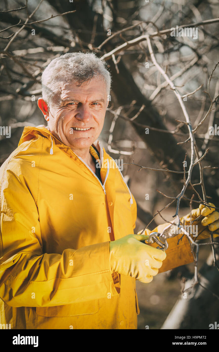 Pruning In The Orchard Stock Photo - Alamy